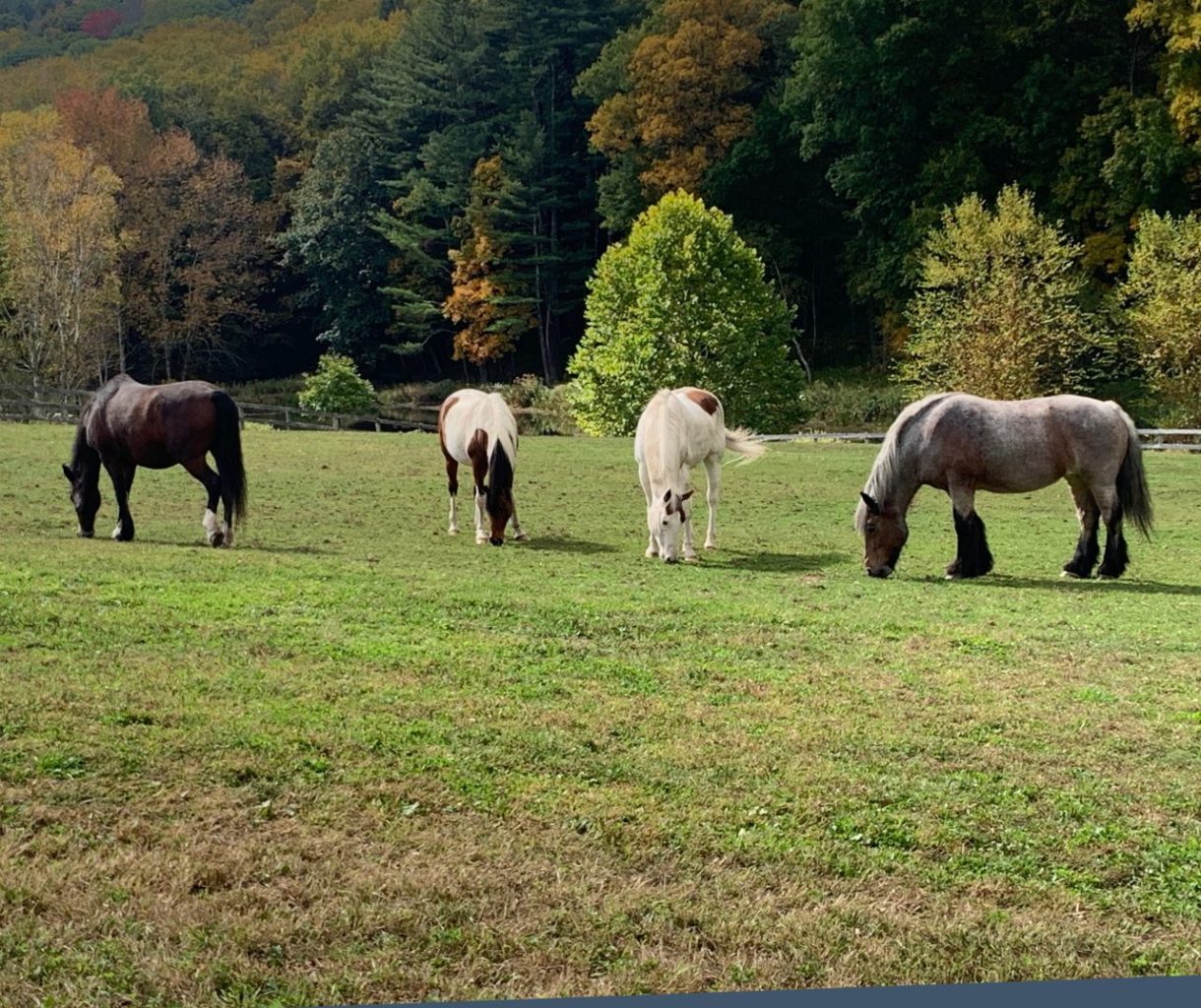 Horse Sponsorships Form-NG | The Equus Effect